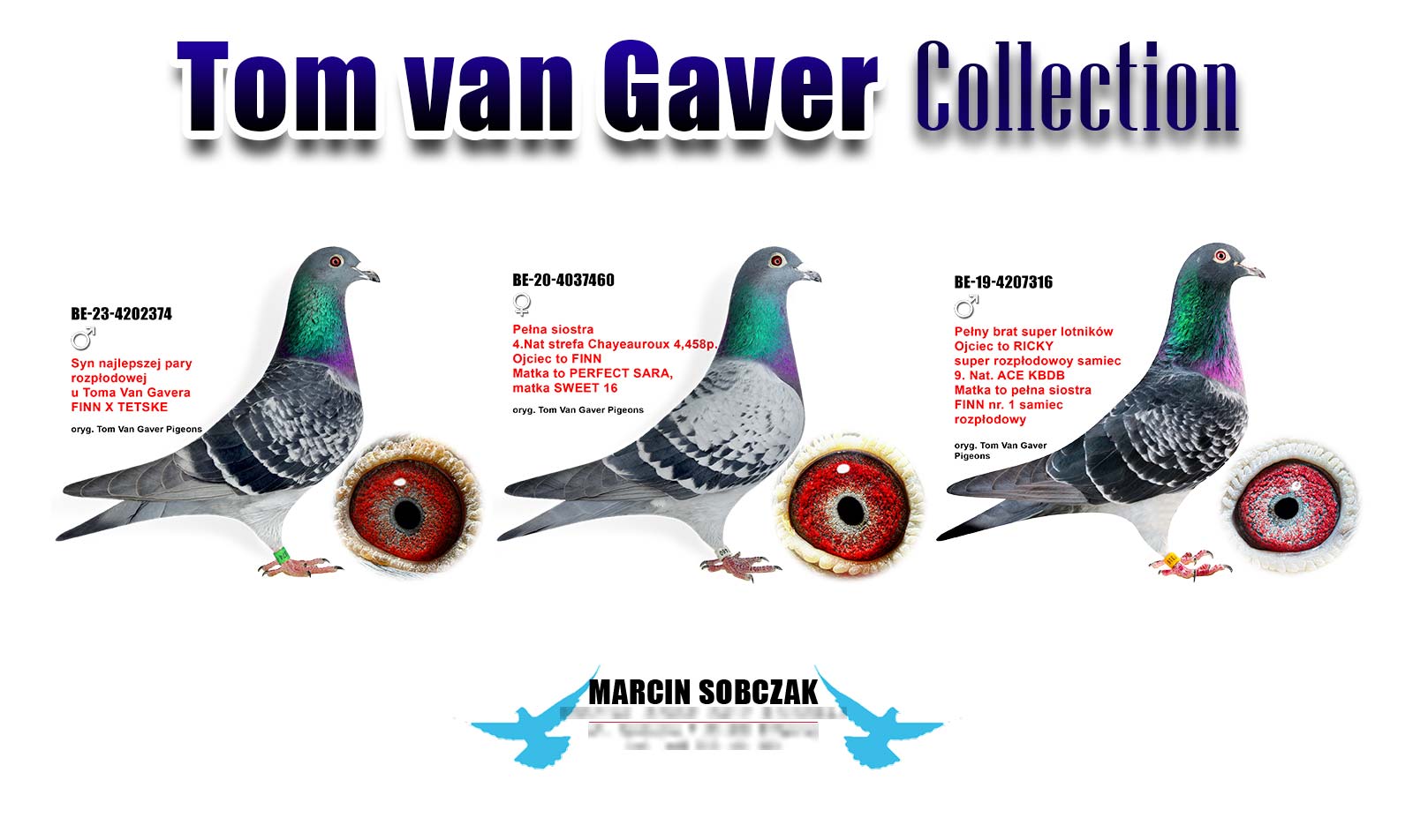 Marcin Sobczak - Tom van Gaver Collection | Hodowle Gołębi