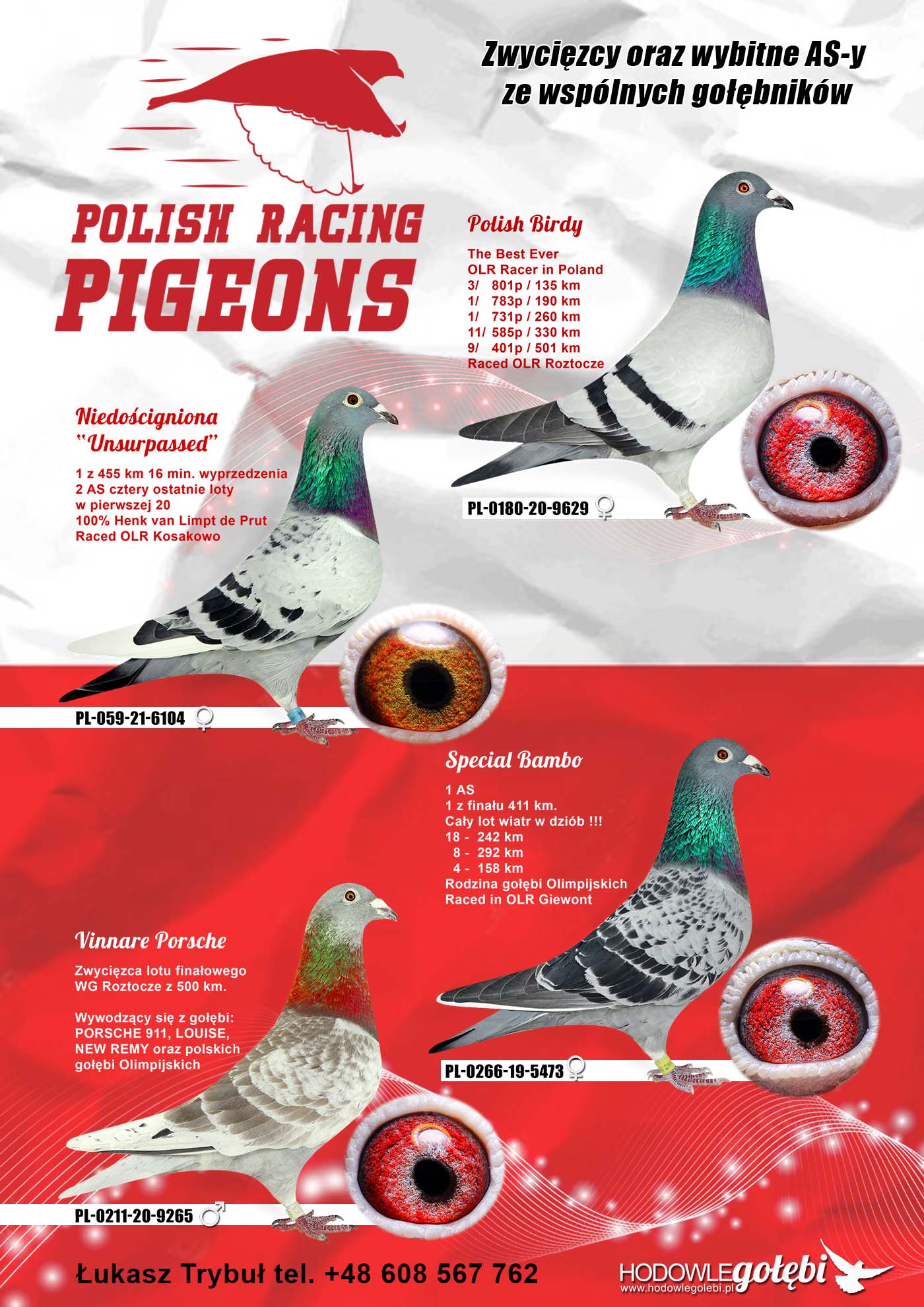 POLISH RACING PIGEONS | Hodowle Gołębi